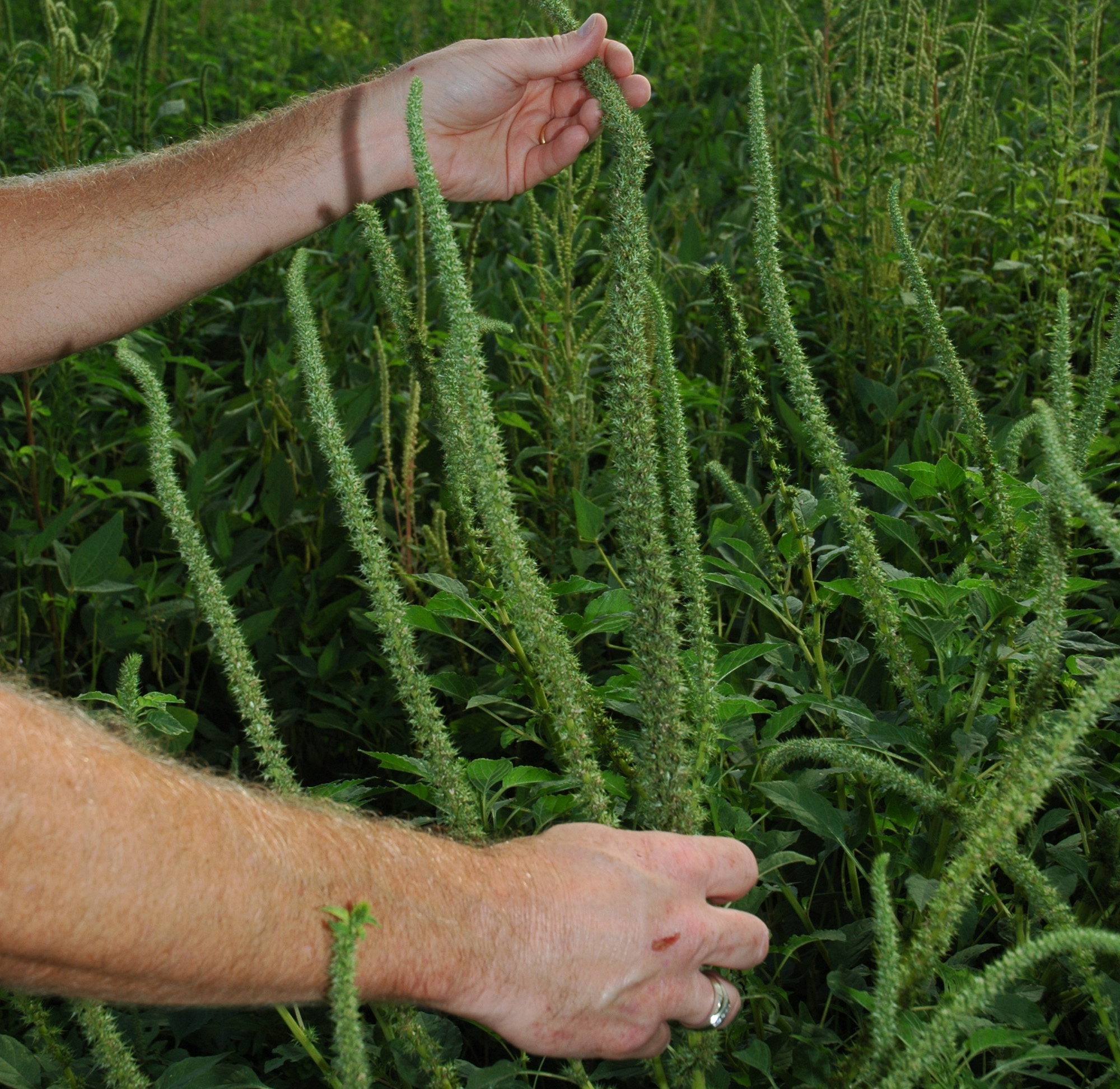 Pigweed Seed