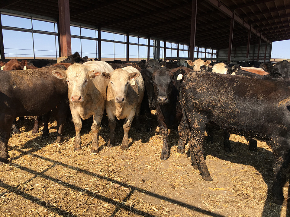 Cow Abscess Wiki - All About Cow Photos