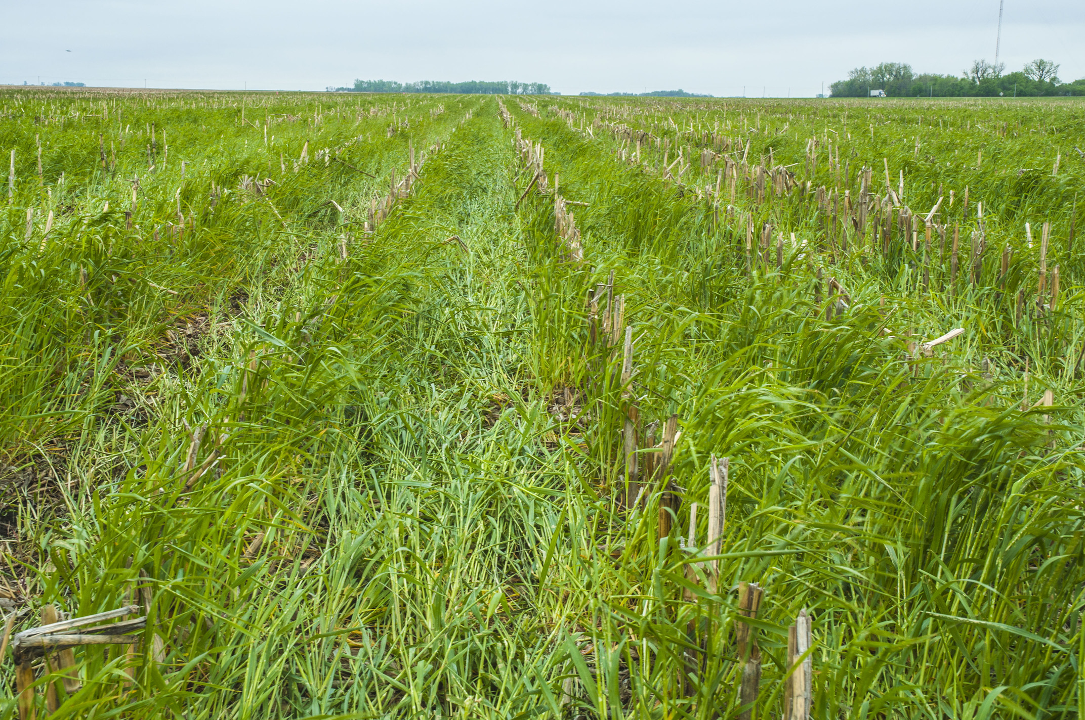 Barley Weed Control
