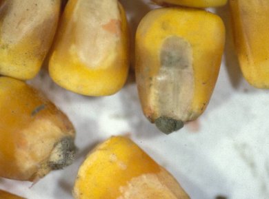 Add 'blue eye' mold to list of stored grain threats