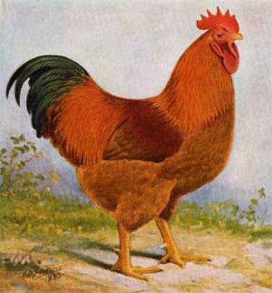 10 chicken breeds for your farm | Successful Farming