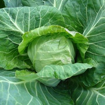 14 veggies for your fall garden | Successful Farming