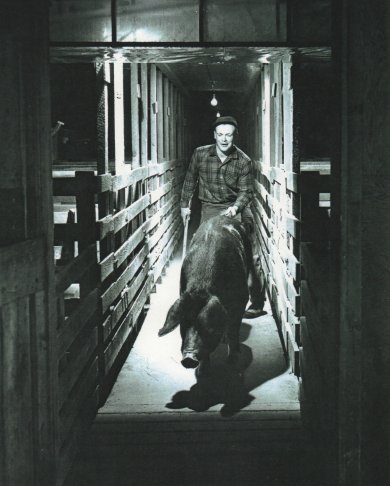 The Best Farrowing House Ever Designed | Successful Farming