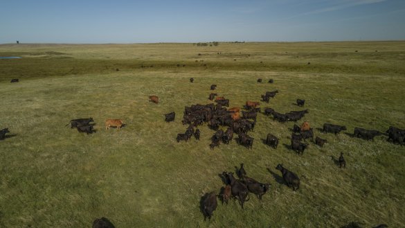 Keep the cattle moving | Successful Farming