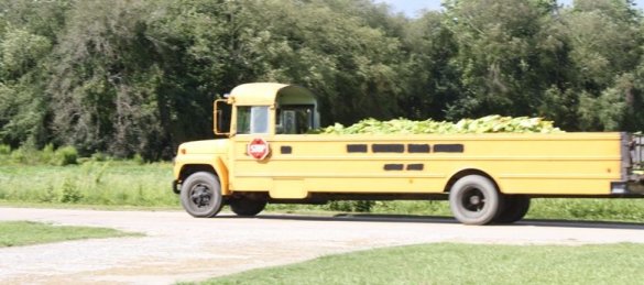 Old school buses get a new life on the farm | Successful Farming