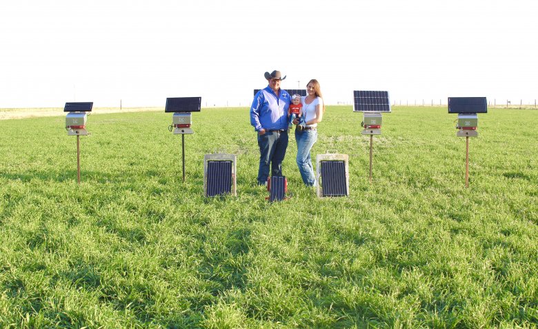 Grazing cover crops 101 | Successful Farming