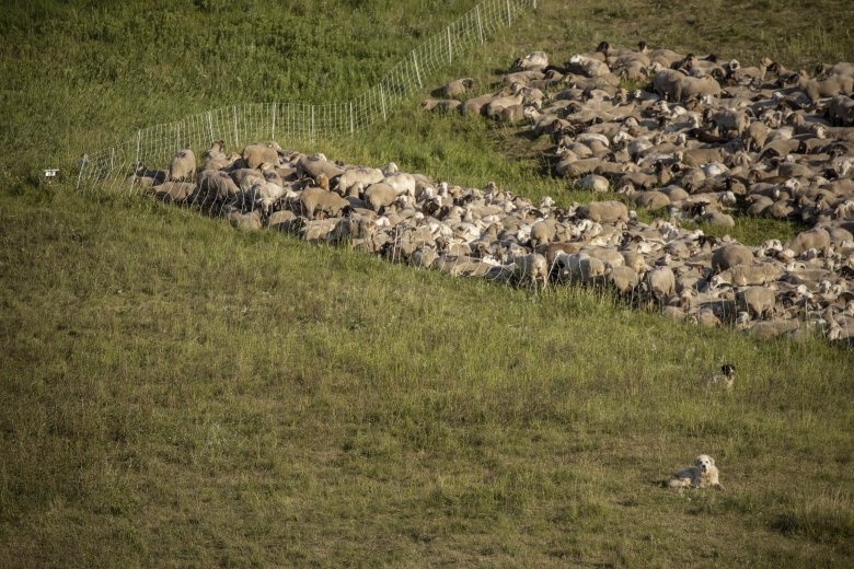Using sheep to control weeds | Successful Farming