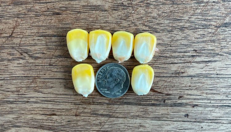 Higher corn prices drive more nutrient applications | Successful Farming