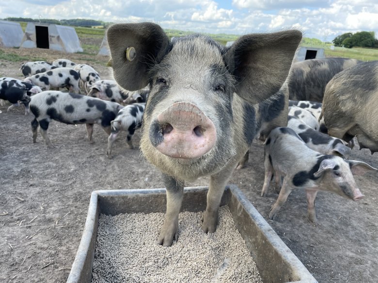 Building a vertically-integrated, niche hog farm | Successful Farming