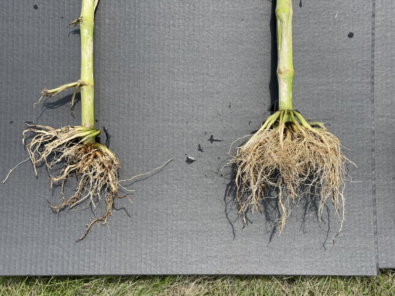 How to defend your farm against corn rootworm | Successful Farming