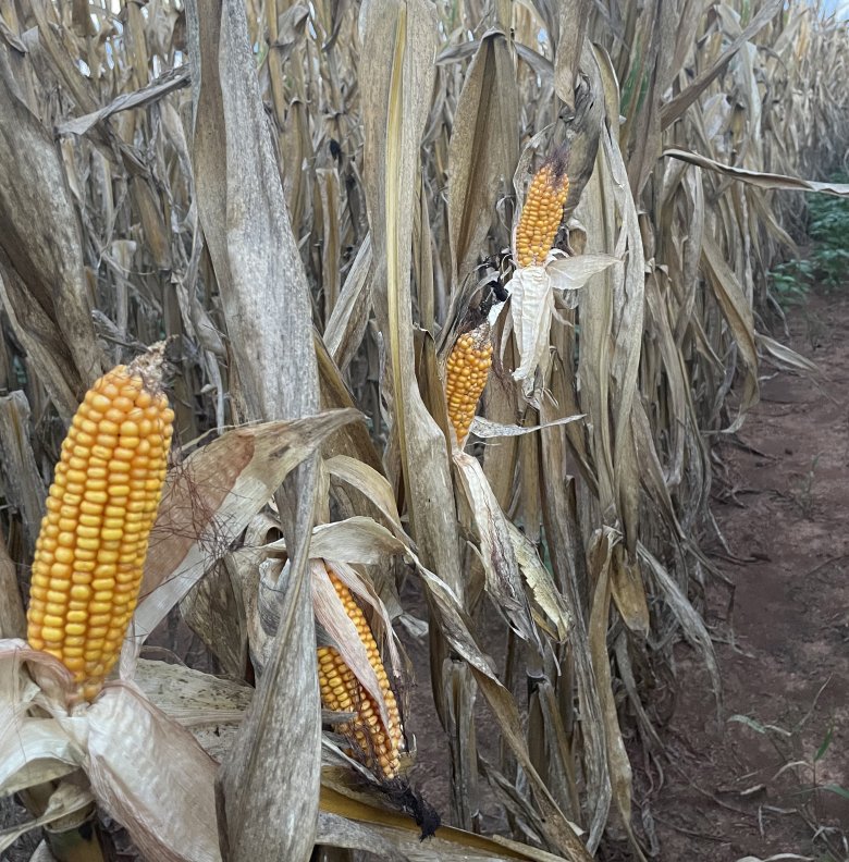 Farmers see intensive management pay in a dry year | Successful Farming