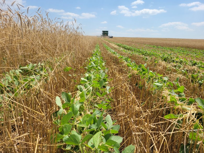 Relay cropping proves its worth | Successful Farming