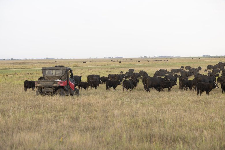 Rotational grazing revival | Successful Farming