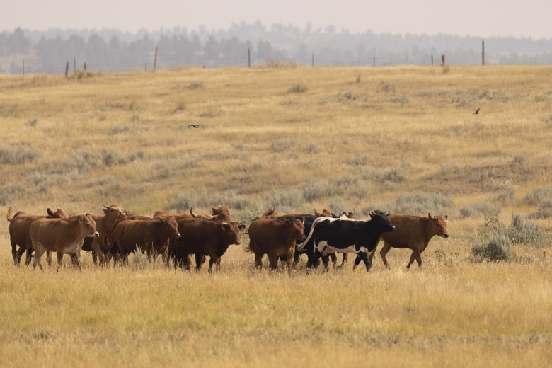 How cattle ranching complements high-fence hunting | Successful Farming
