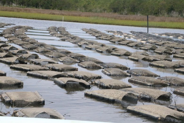 Farming Under Water | Successful Farming