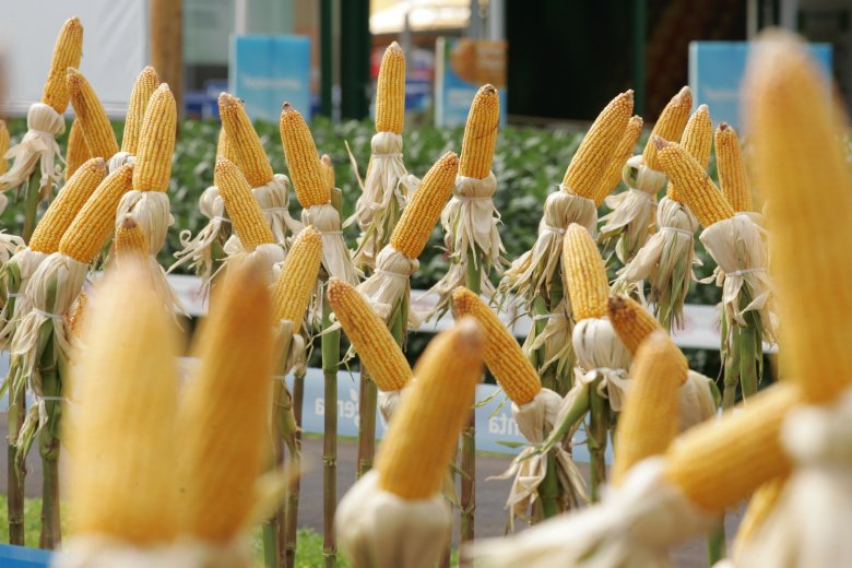 SF Special: Brazil’s Soybean Success Is Rooted in the U.S. | Successful ...