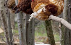 Poultry | Successful Farming