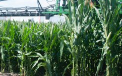 Corn | Successful Farming