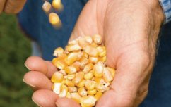 Corn | Successful Farming