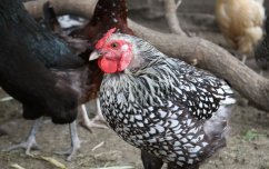 Poultry | Successful Farming