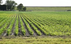 Crop Markets | Successful Farming