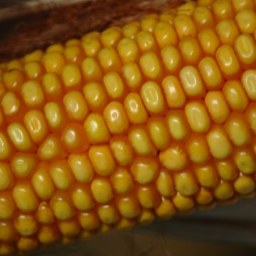 How corn ears tell us what went right (and what went wrong ...