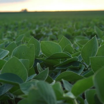 Here’s what BASF says about Sentris buffering technology compatibility ...