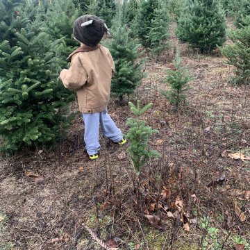 Picking the perfect Christmas tree | Successful Farming