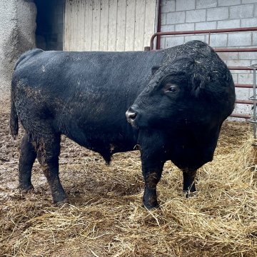 This winter, get to know your bull | Successful Farming