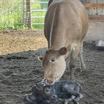 Cattle experts talk about getting your newborn calf to nurse after ...