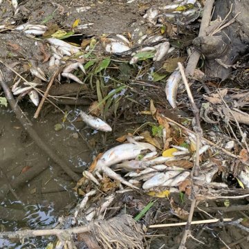 Farmers fined for fertilizer creek contamination and fish kill ...