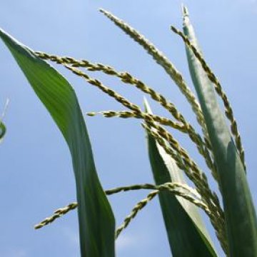 Poor pollination problems