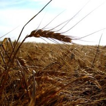 New variety pushes Clearfield wheat yield potential