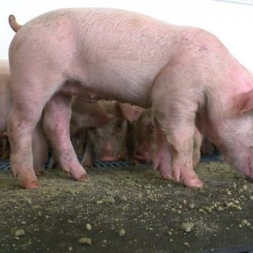 Pork Powerhouses 2014: High On The Hog