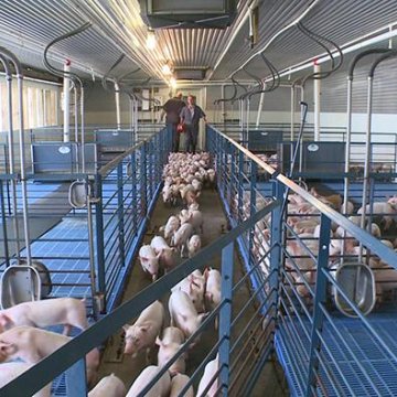 Pork Powerhouses 2014: High On The Hog