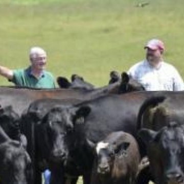Tips To Make Raising Cattle Easier & More Efficient