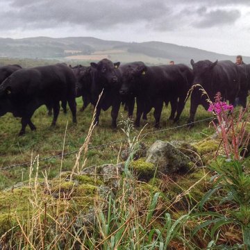 Snapshot of Scottish Agriculture