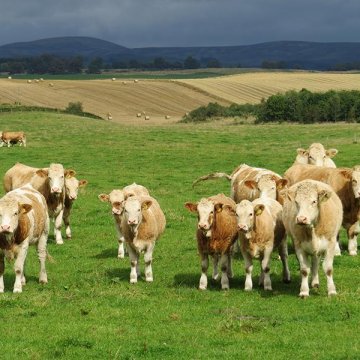 Snapshot of Scottish Agriculture