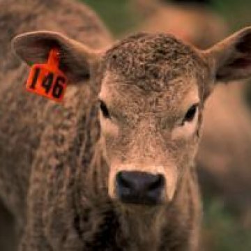 How to Treat and Prevent Scours in Calves