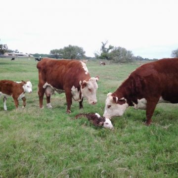 Tips For Timely, Low-Maintenance Calving