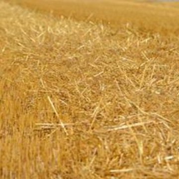 Baling Wheat Straw? Think of the Positives First