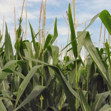USDA’s APHIS deregulates Syngenta, Monsanto corn products