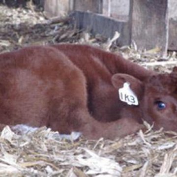 The Weak Calves Become Strong