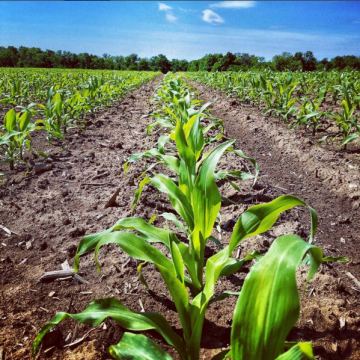 Crop Progress Photos: May 23, 2016 | Successful Farming