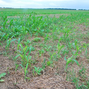 Think Cover Crops Between Wheat | Successful Farming