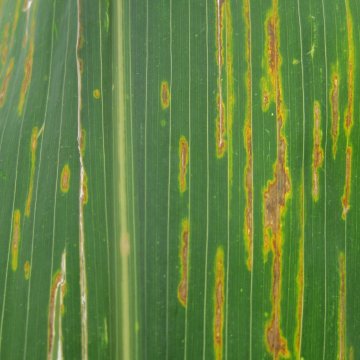 Bacterial Leaf Streak Is a New Corn Disease | Successful Farming