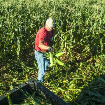 Successful Sweet Corn Stand | Successful Farming
