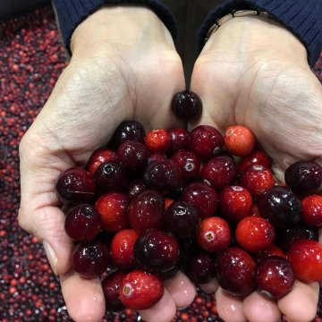 Into the Cranberry Bog | Successful Farming