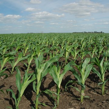 Crops Looking Good in Much of North Dakota and South Dakota ...