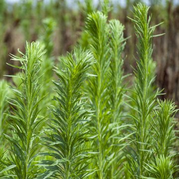 Yes, Herbicides Can Control 4-Foot-High Marestail, But… | Successful ...